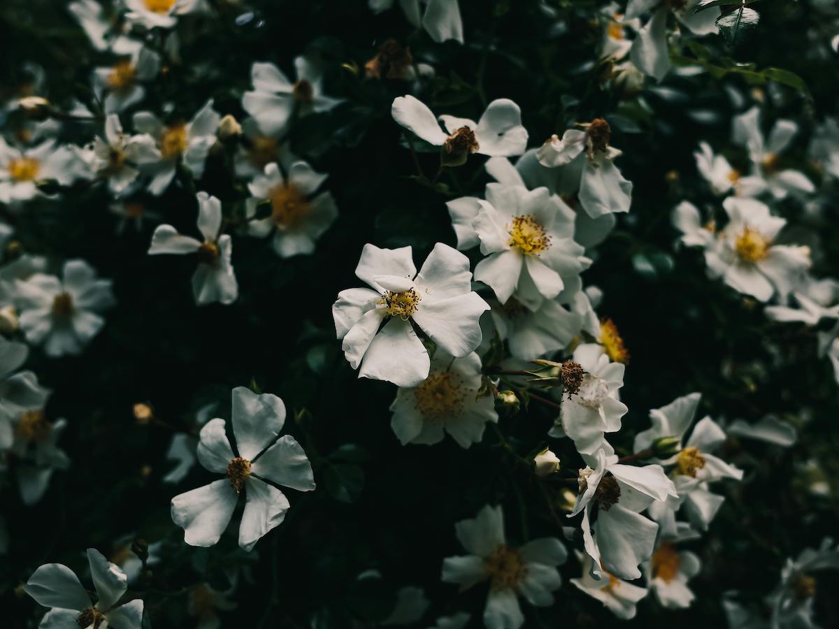 Do You Know The Georgia State Flower? — A Guide To All Of Georgia's ...