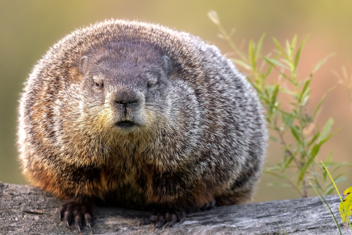 Georgia's Beloved Groundhog, Beauregard 'Beau' Lee, Is The Oldest ...