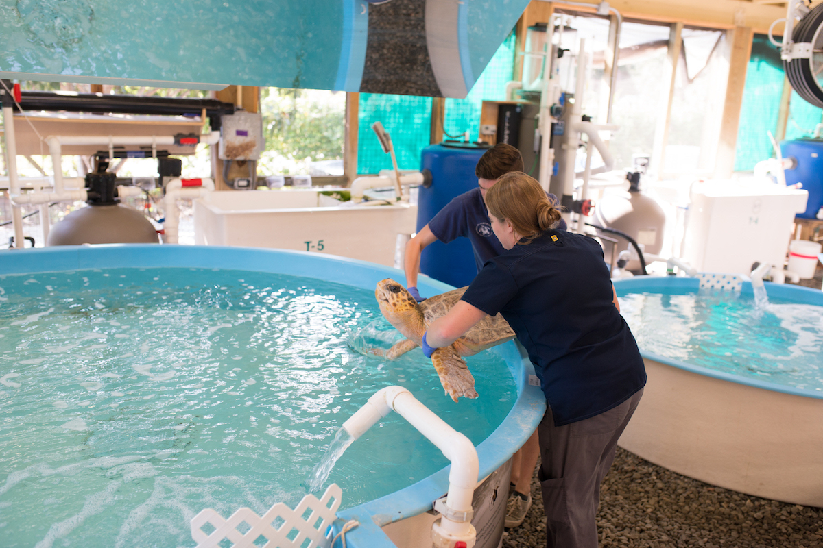 The Georgia Sea Turtle Center Is Unveiling A New Exhibit Just In Time ...