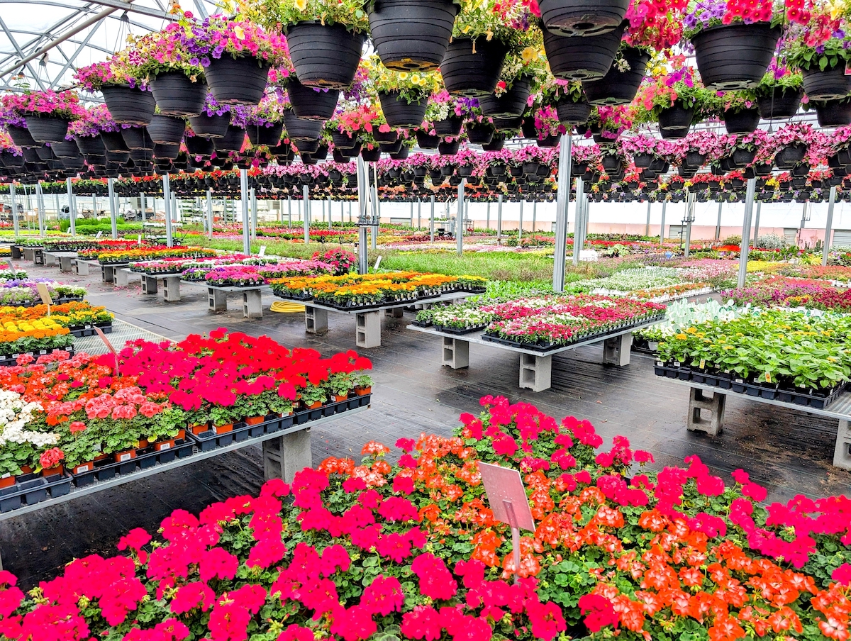 Lowe's Is Giving Away FREE Flowers For Mother's Day — Here's How You ...