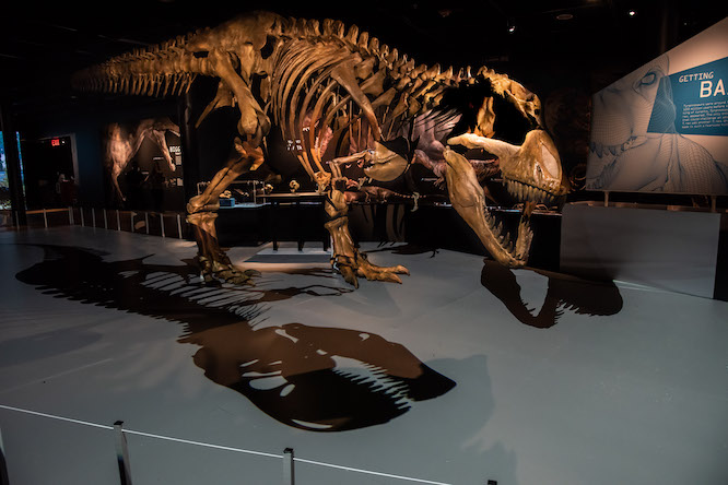 Fernbank Museum is hosting a Dinosaur Summer with a brand new special ...