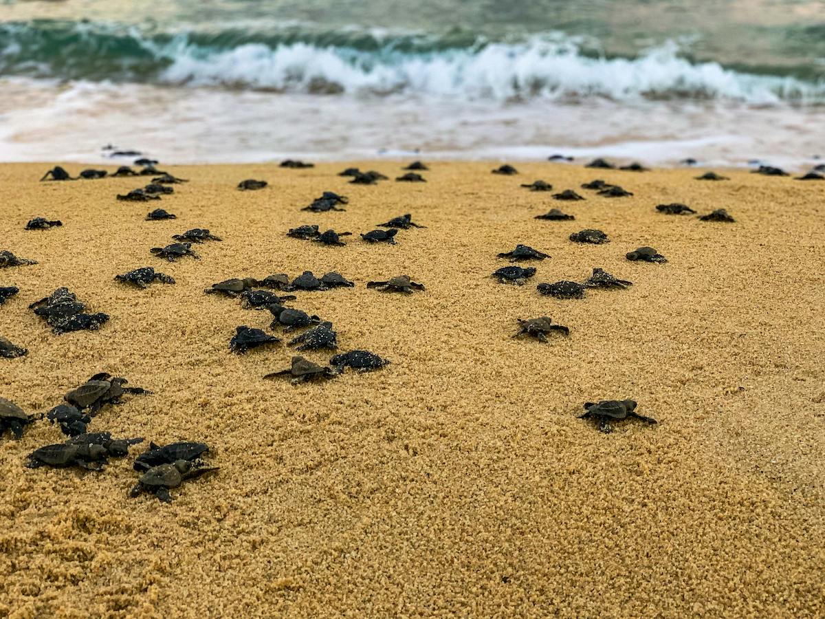 This new interactive live Sea Turtle Tracker allows visitors to monitor ...