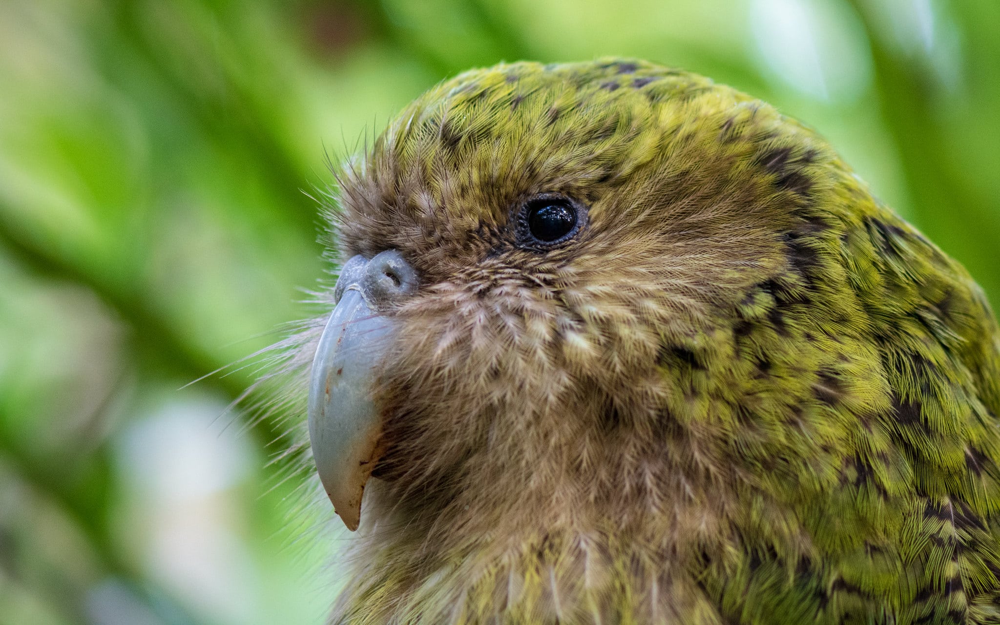 New Zealand's Kākāpō Saved From Brink Of Extinction
