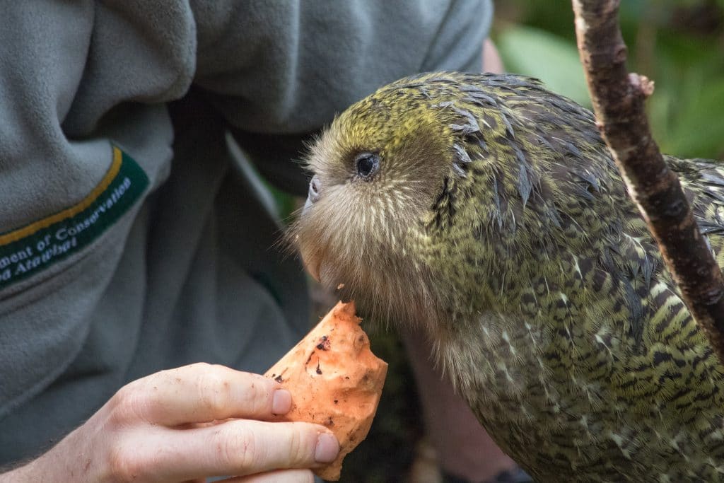 New Zealand's Kākāpō Saved From Brink Of Extinction