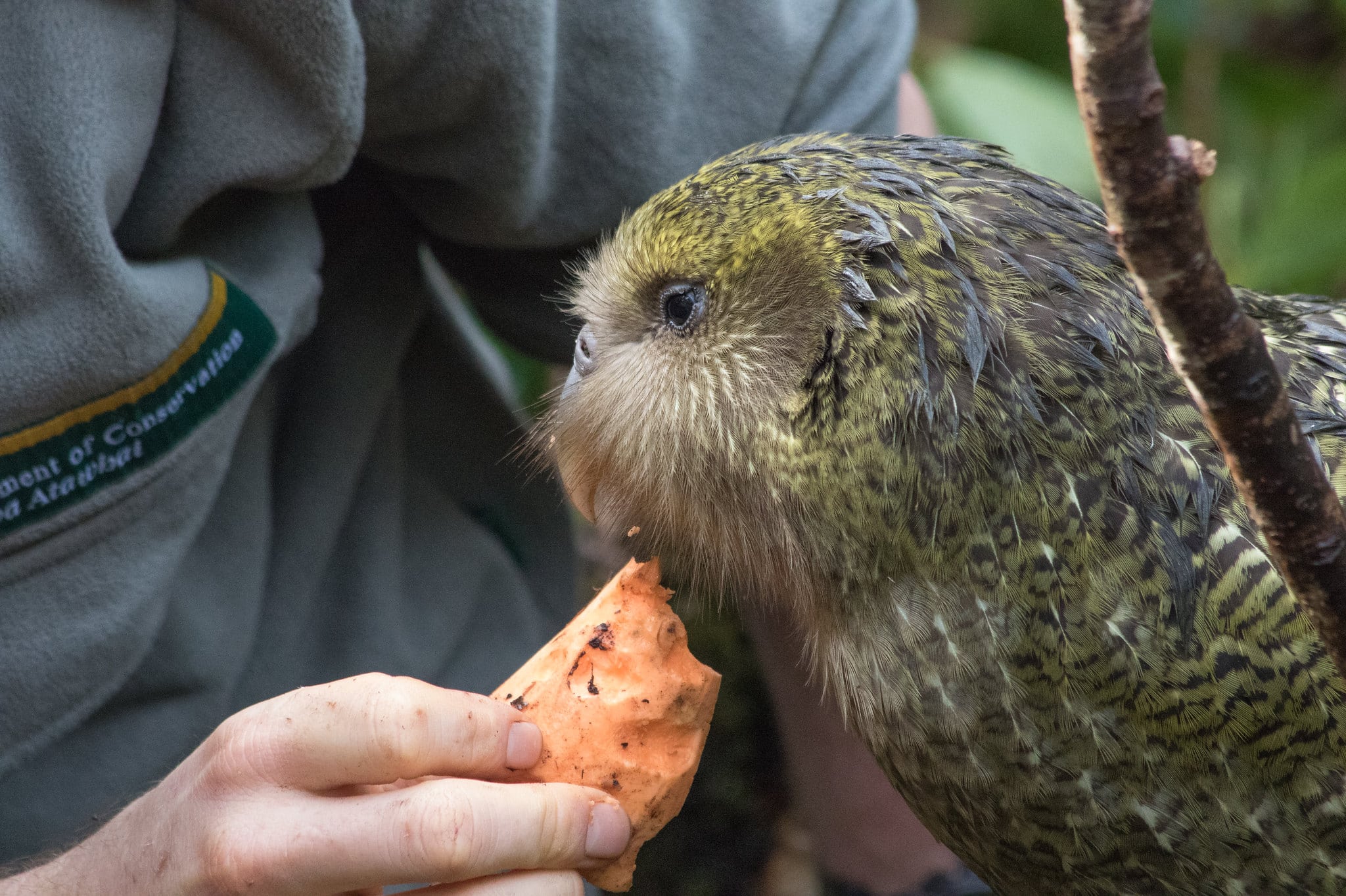 New Zealand's Kākāpō Saved From Brink Of Extinction