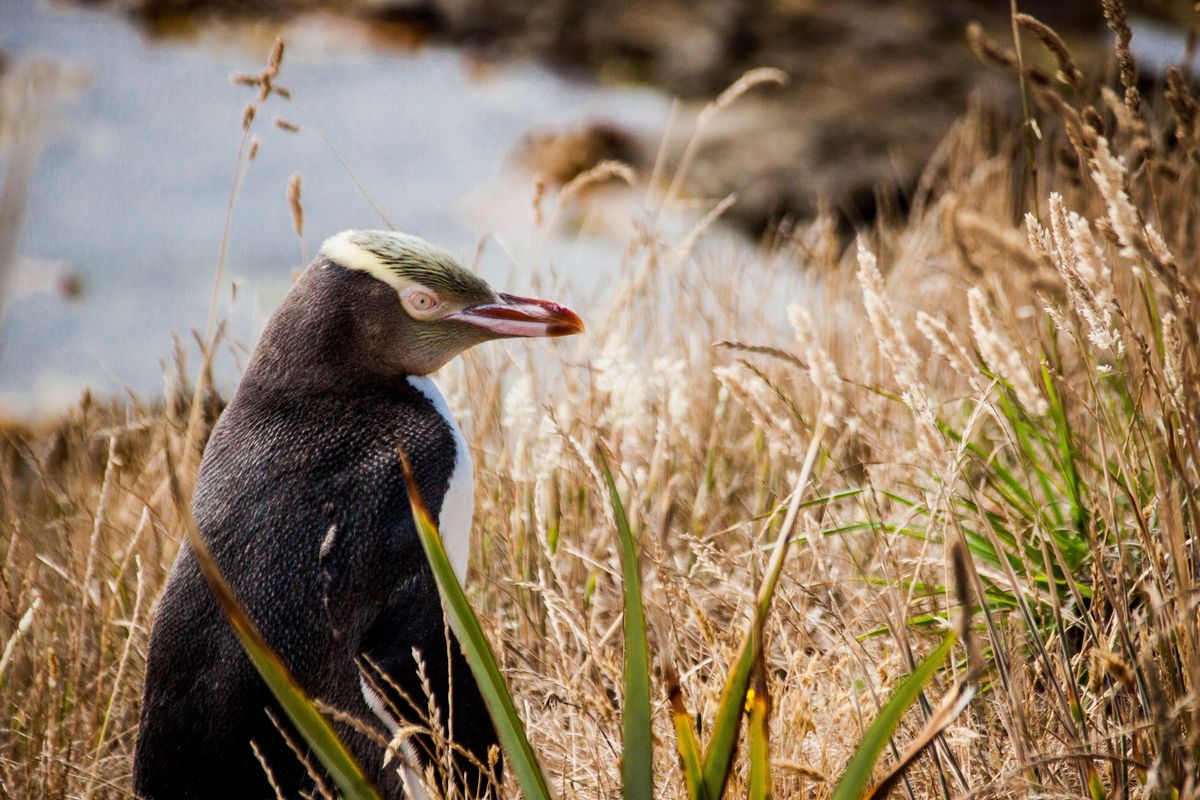 7 Unusual Animals Tourists Didn’t Know You Could Encounter In New Zealand