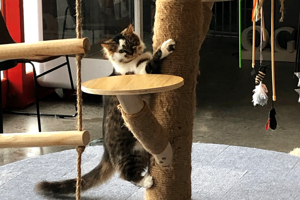 Play With Adorable Cats At This New Cat Café In Auckland