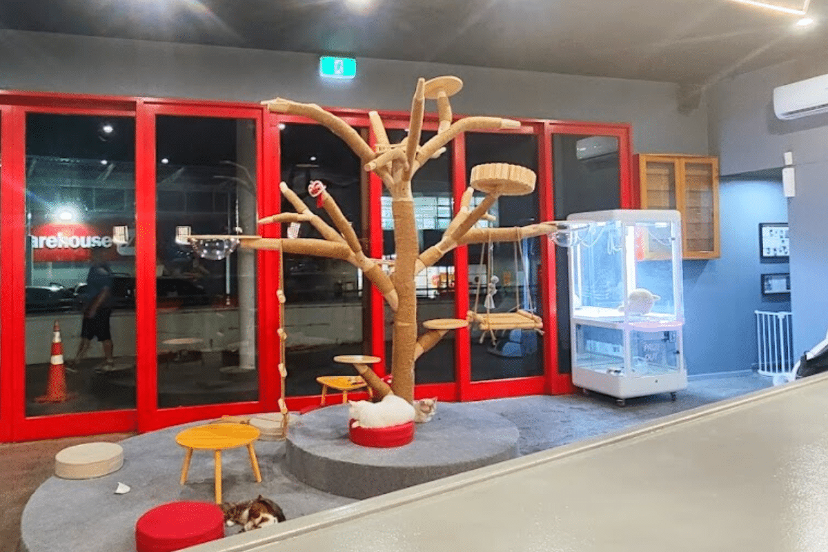 Play With Adorable Cats At This New Cat Café In Auckland