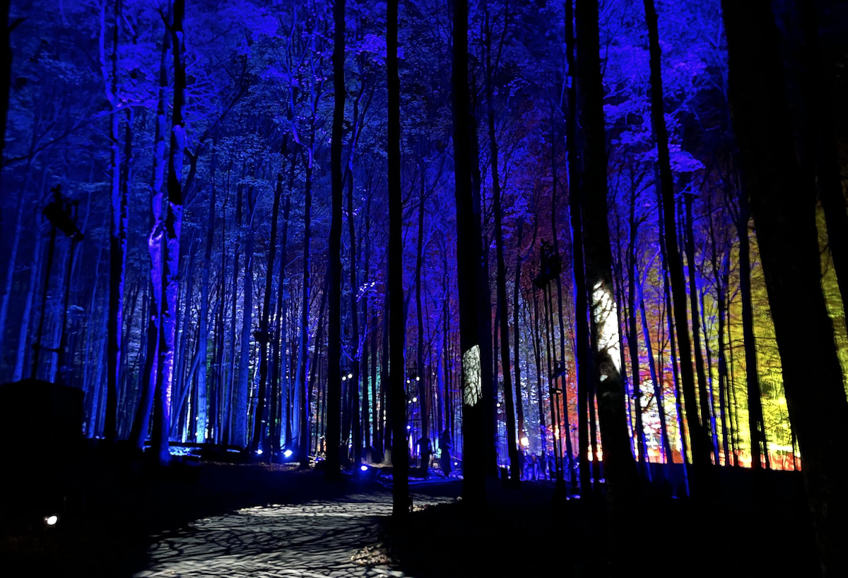 How To Get To The Harry Potter: A Forbidden Forest Experience