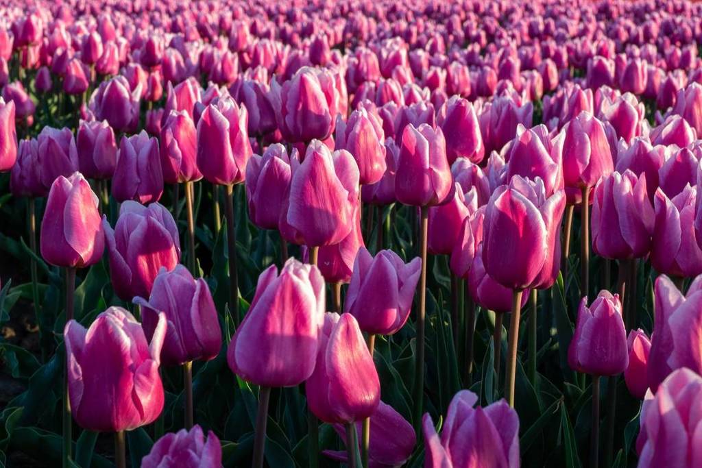 50,000 tulips for FREE in Berlin: In a few days, Breitscheidplatz will ...