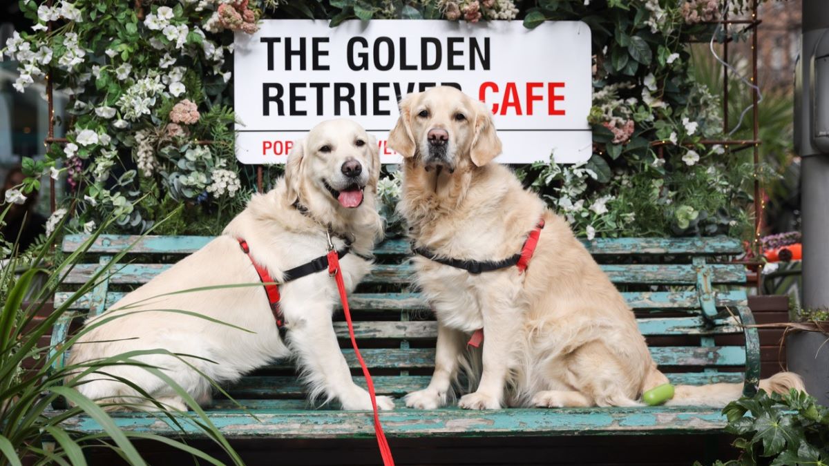 A Golden Retriever Cafe Is Coming To Birmingham This July