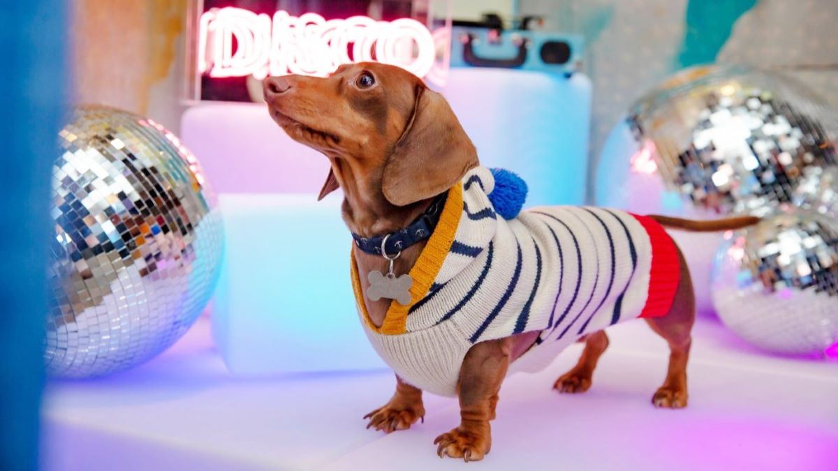 Birmingham's Only Doggy Disco Is Heading To Resorts World