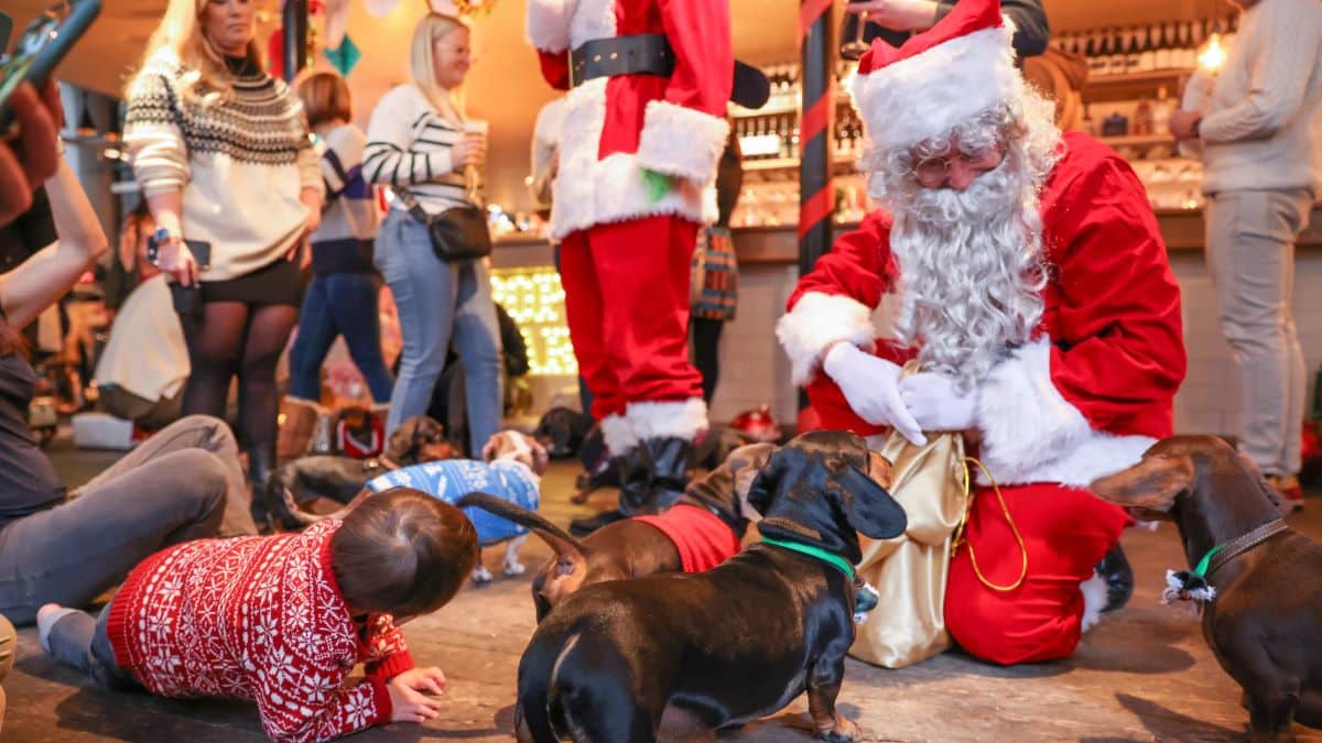 POP+BARK'S Christmas Dog Meet-Up Heads To Birmingham