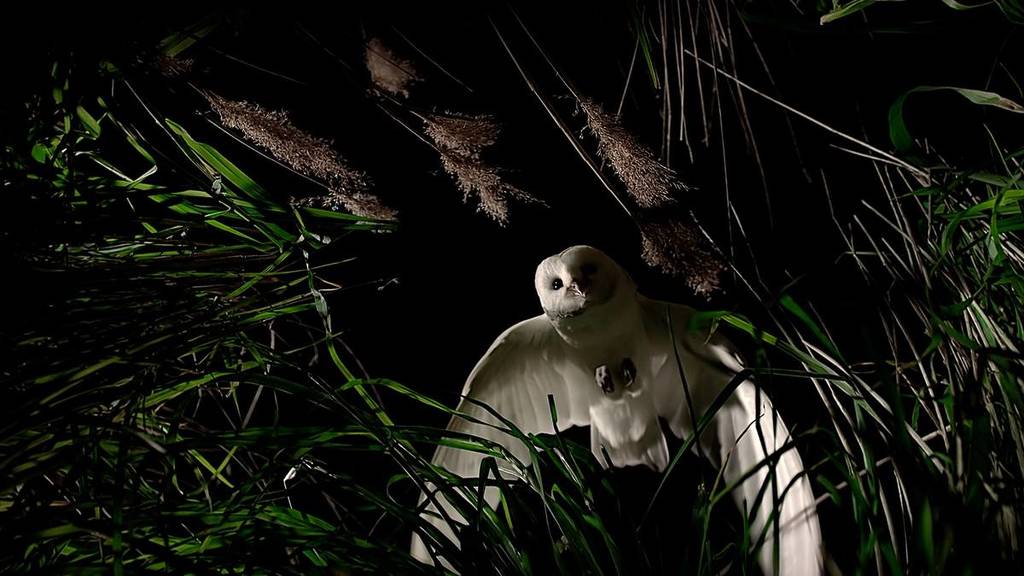 This David Attenborough VR Experience Arrives In Birmingham