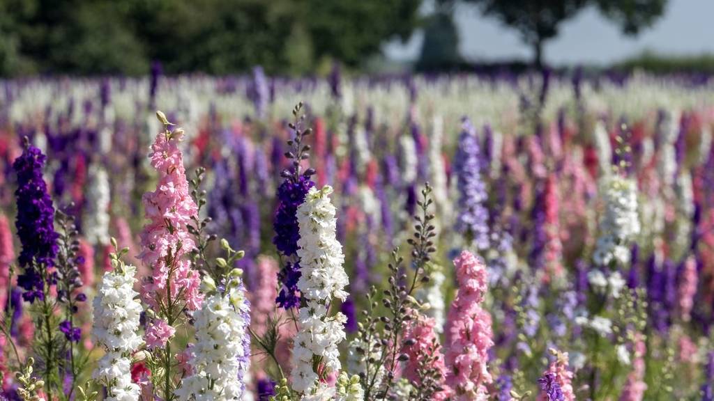 This Colourful Confetti Flower Field To Reopen This Summer