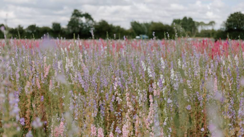 This Colourful Confetti Flower Field To Reopen This Summer