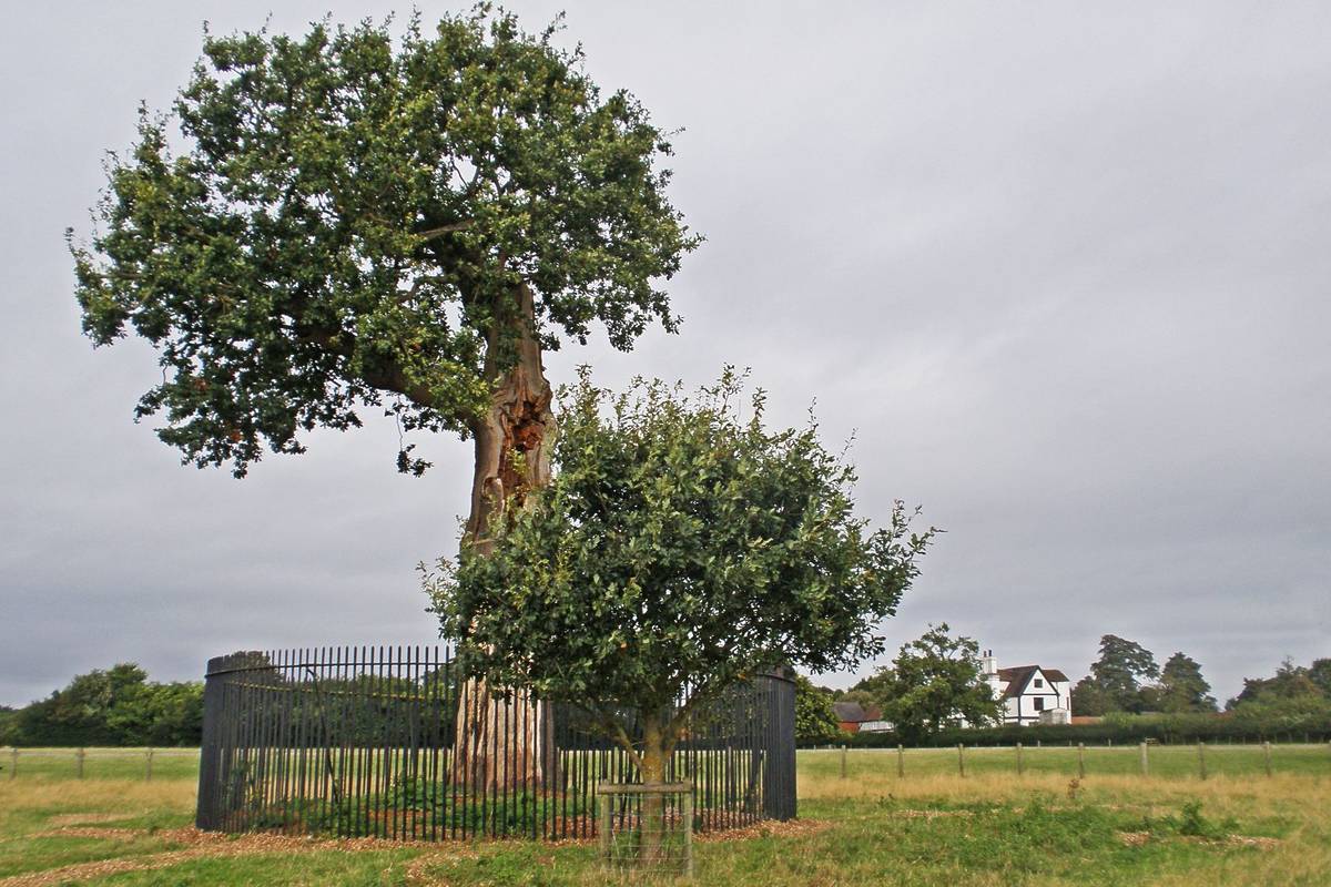 The Royal Oak Tree That Once Hid King Charles II From Cromwell