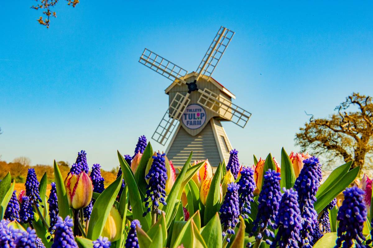 This Huge, Award-Winning Tulip Field With Nearly A Million Flowers Will ...