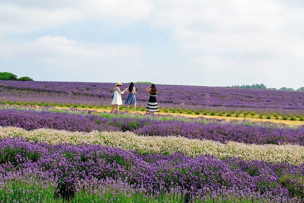 These dreamy, 45-acre lavender fields, a ‘dupe’ for the south of France ...