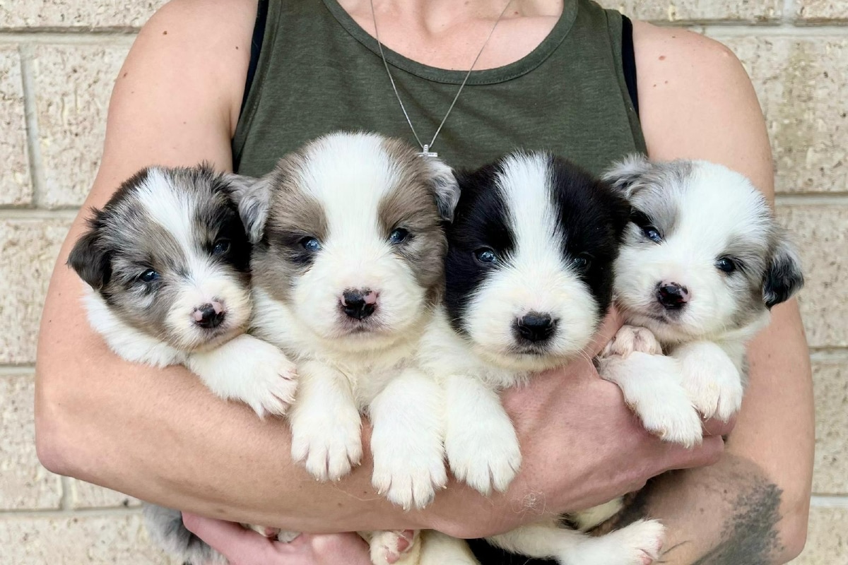Cuddle With Adorable Border Collie Puppies At This Café In Samford