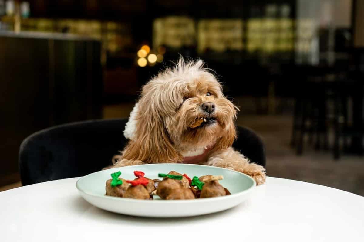 This Brisbane Jazz Bar Is Serving Up Fine Dining For Dogs