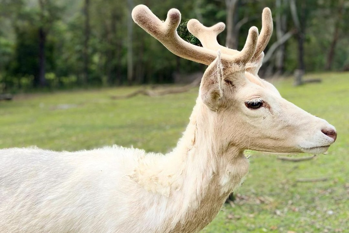 Animal Encounters At Lyell Deer Sanctuary - Secret Brisbane