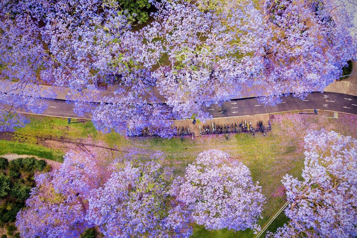 Stunning Spots To See Brisbane’s Blooming Jacaranda Trees