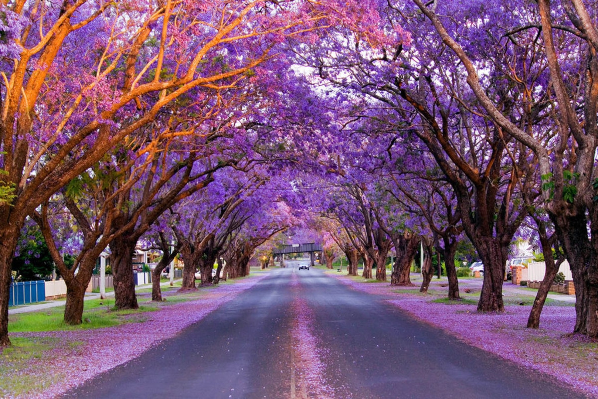 Head Out Of Town For A Delightful Jacaranda Festival This Spring