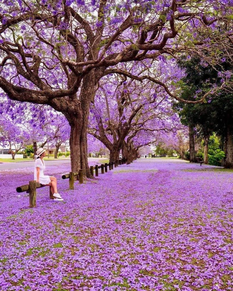 Head Out Of Town For A Delightful Jacaranda Festival This Spring