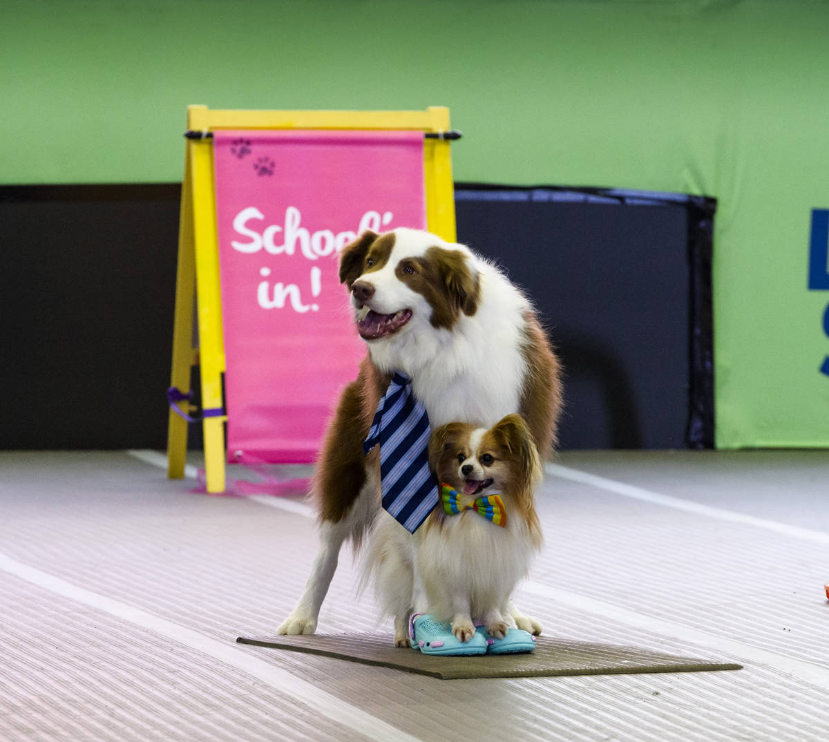This Two-Day Dog Festival Is Returning To Brisbane In 2024
