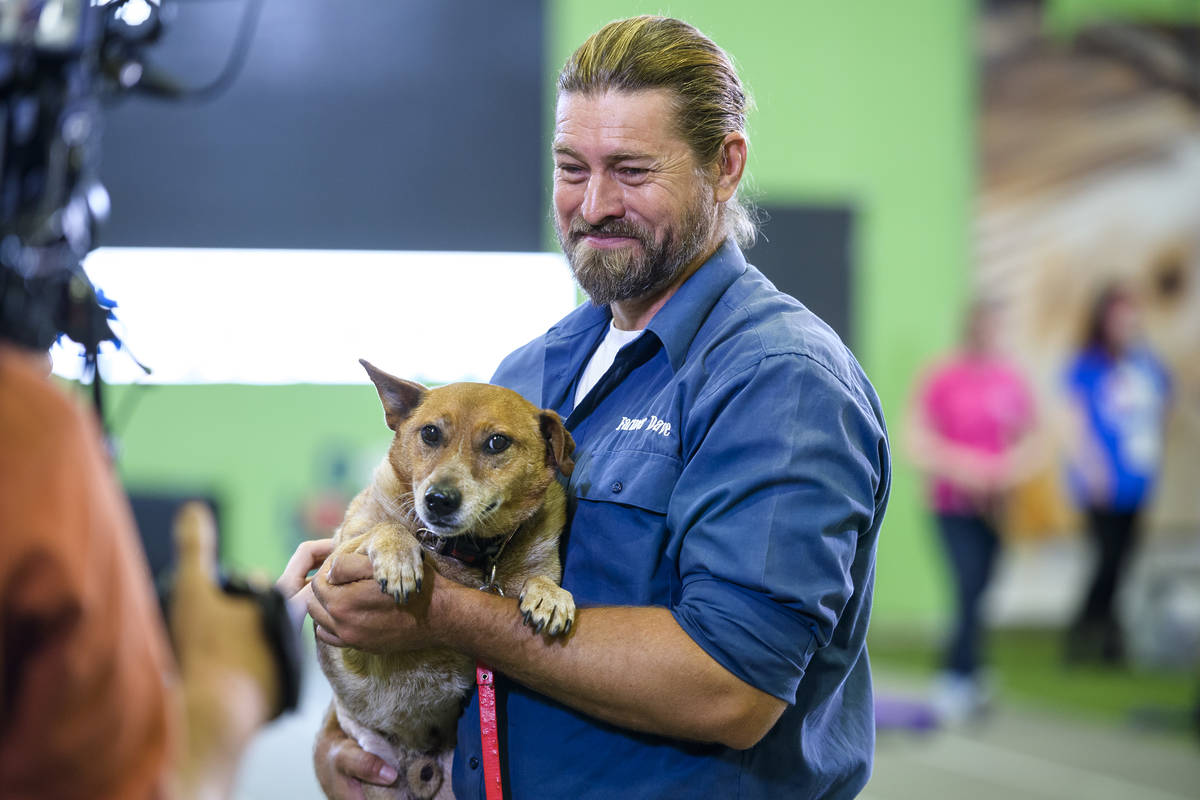 This Two-Day Dog Festival Is Returning To Brisbane In 2024