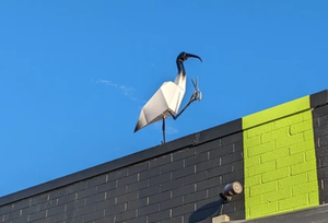 Brisbane's Bin Chicken Trail Honours The Australian White Ibis