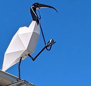 Brisbane's Bin Chicken Trail Honours The Australian White Ibis