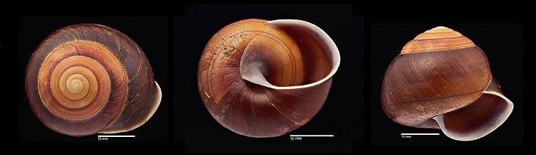 Queensland Scientists Have Named A Snail After Robert Irwin