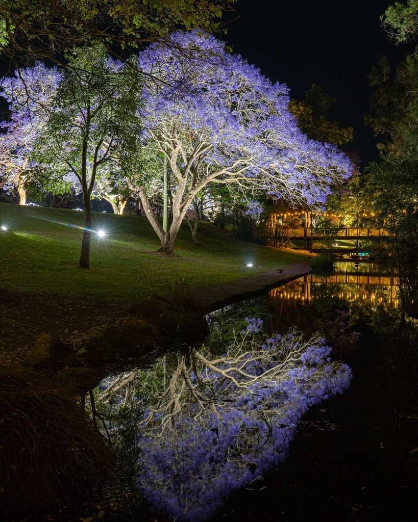 Delightful Jacaranda Festivals To Attend This Spring Near Brisbane