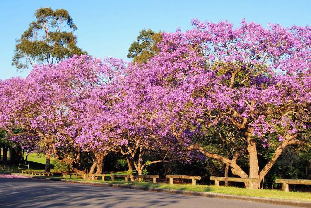 Delightful Jacaranda Festivals To Attend This Spring Near Brisbane
