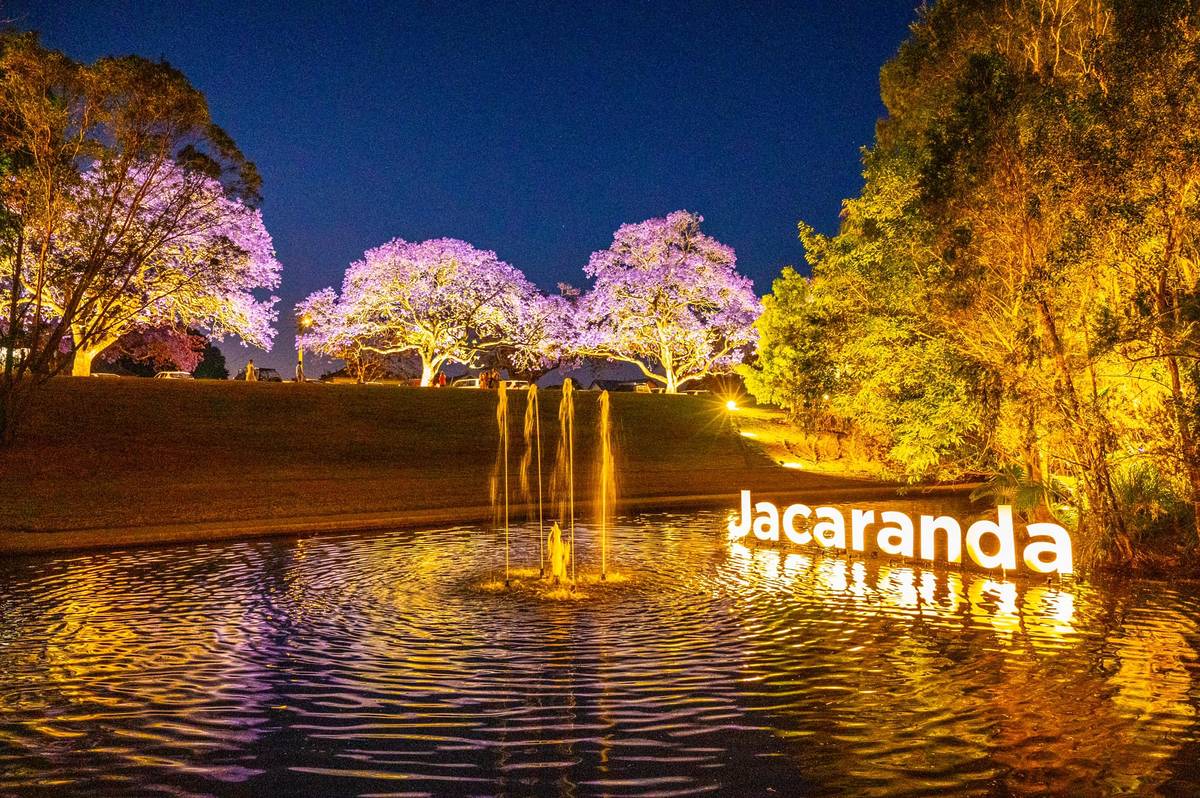 Delightful Jacaranda Festivals To Attend This Spring Near Brisbane