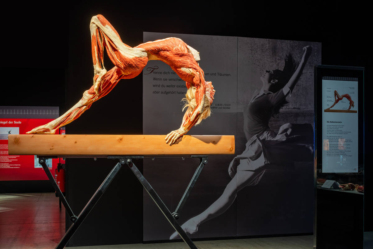 Body Worlds: The Anatomy Of Happiness Is Open In Brisbane