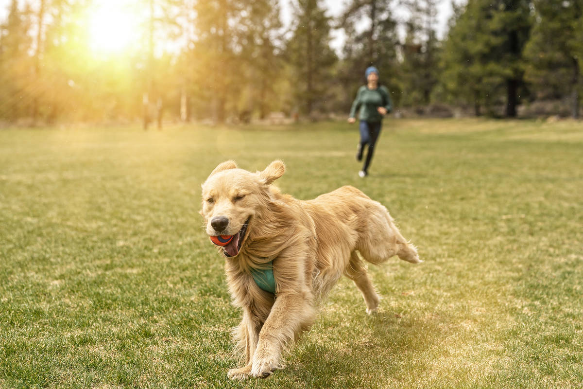 Most Fun Fenced And Off-Leash Dog Parks In And Near Brisbane