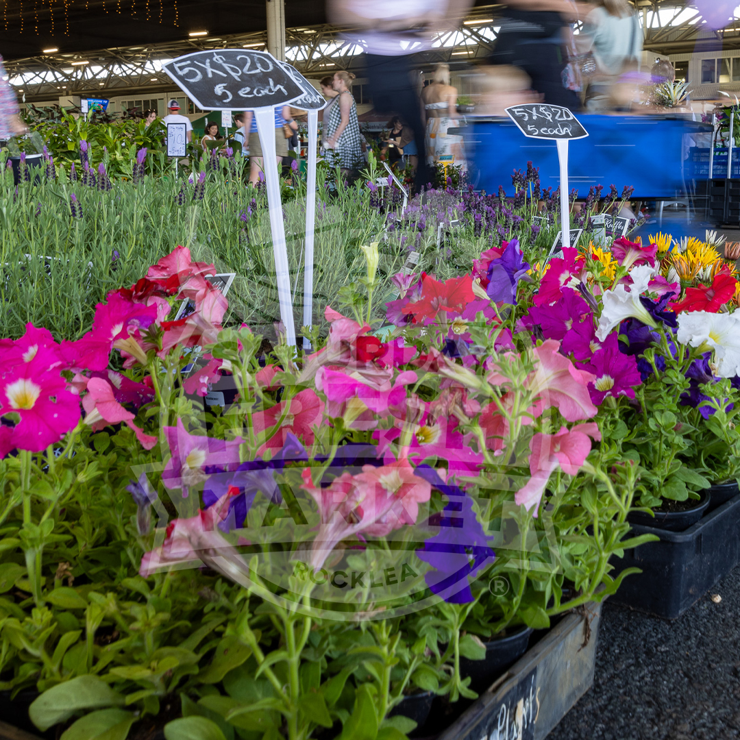 12 Places To Find A Flawless Bouquet Of Flowers In Brisbane