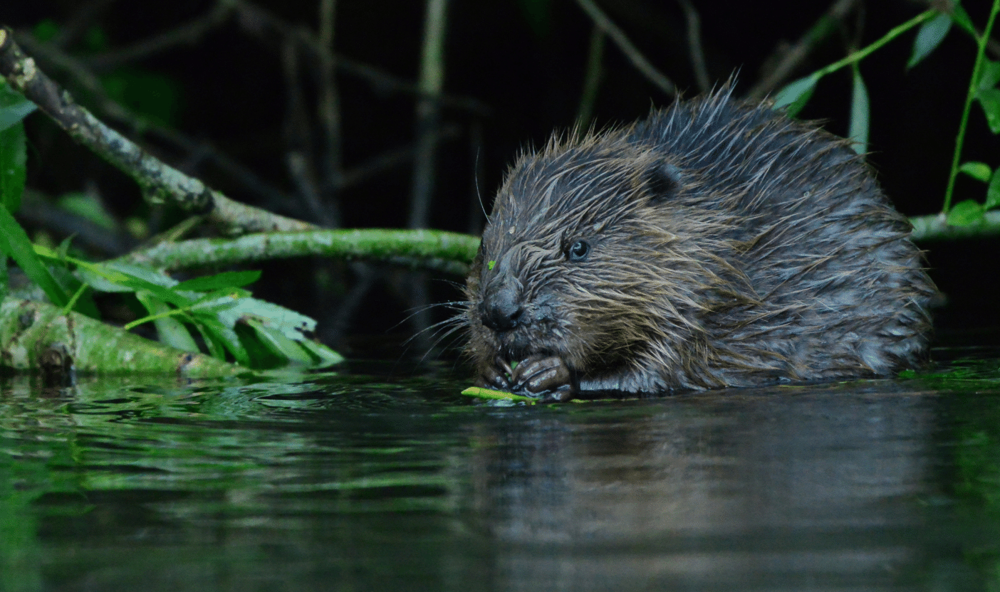 Rare Wild Beavers Have Been Spotted On The River Avon - Secret Bristol