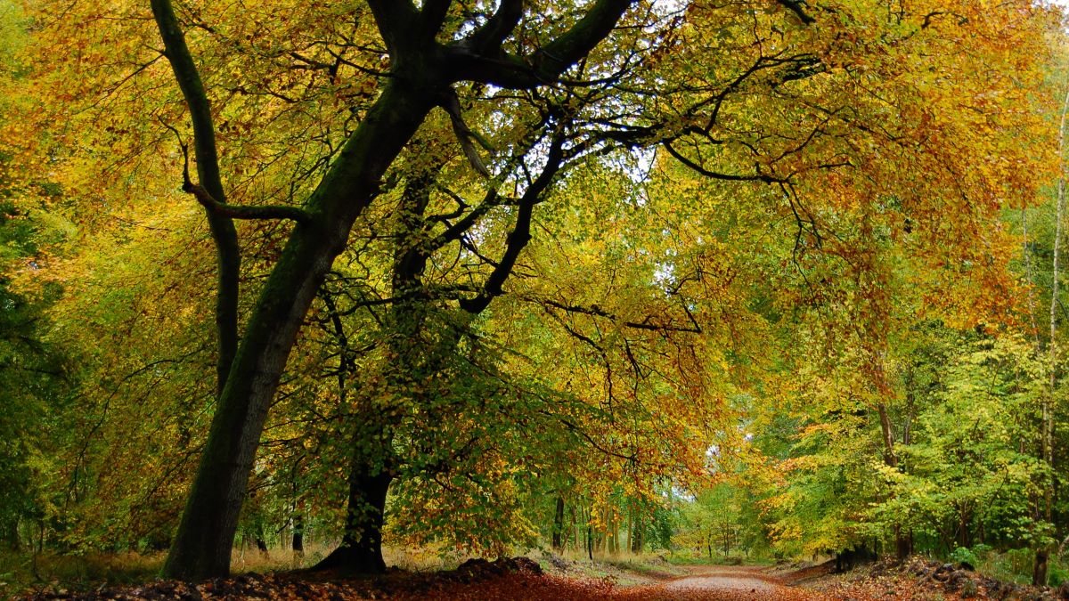 Savernake Forest Named Among UK’s Best Autumn Hiking Spots