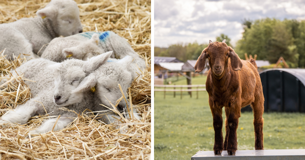 This Cotswold Farm Opens For Lambing Season This Half-Term