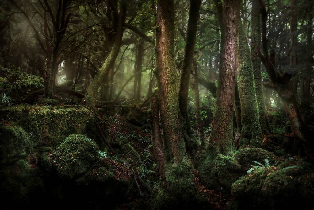 The ‘Most Magical Forest On Earth’ Is Only An Hour From Bristol