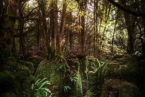 The ‘Most Magical Forest On Earth’ Is Only An Hour From Bristol