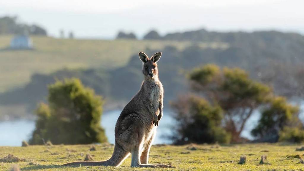 The UK Island Inhabited By Wild Wallabies Since The 1940s
