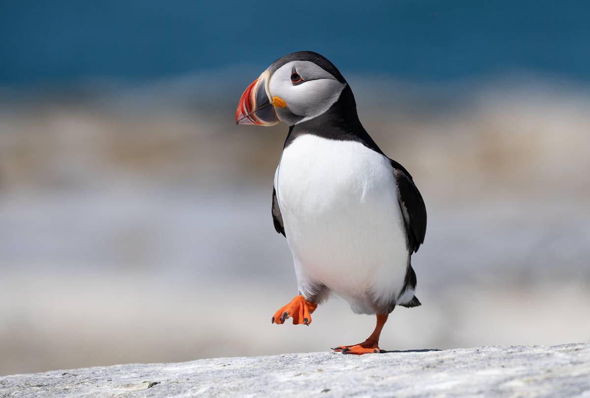 UK wildlife will replace historical figures like Churchill and ...