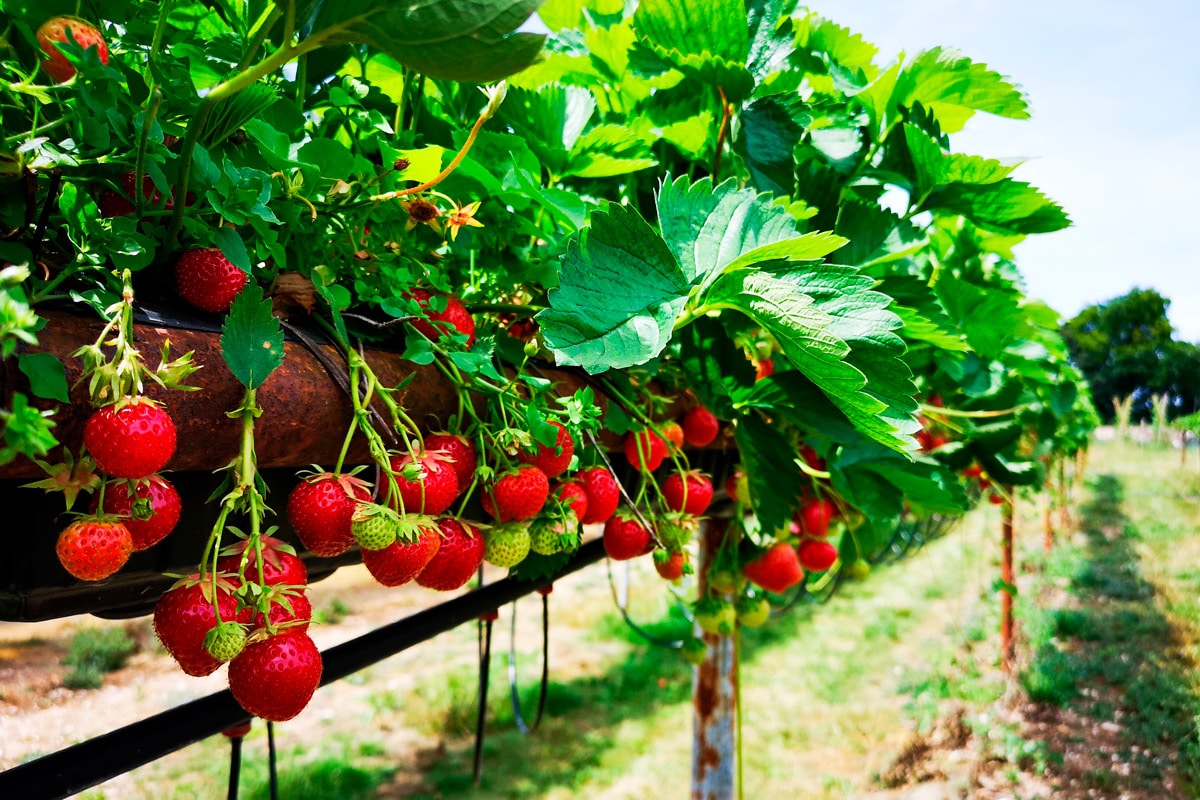 The Lowcountry Strawberry Festival Will Take Place This April In Charleston