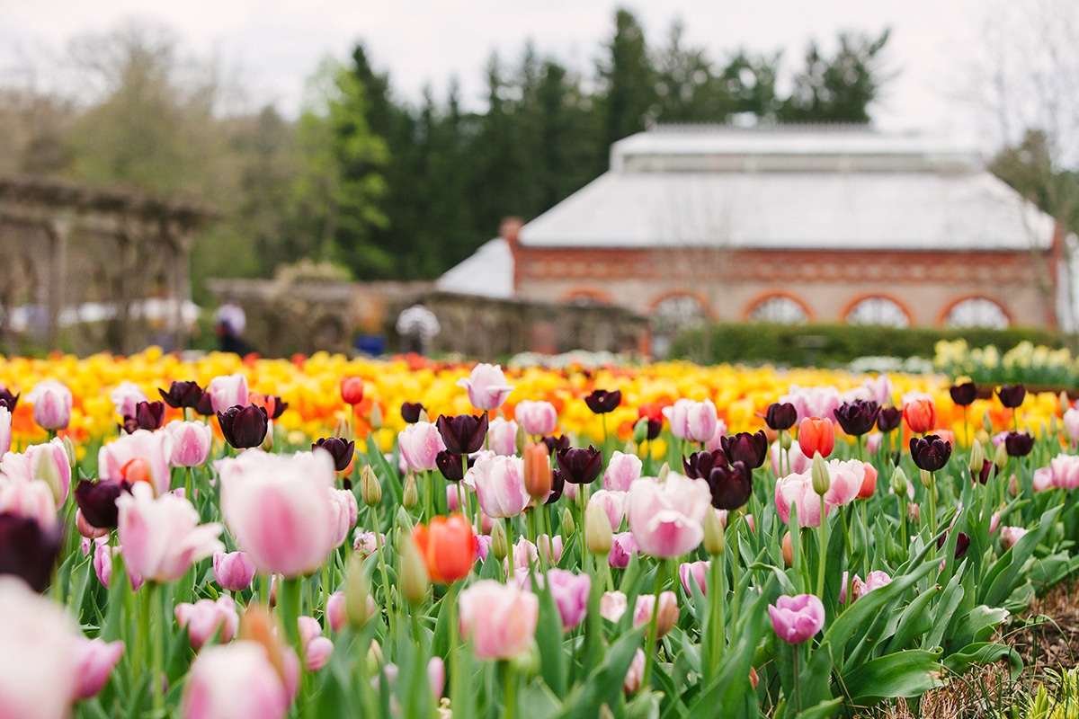 There's One Month Left To Check Out These Stunning Spring Blooms At ...