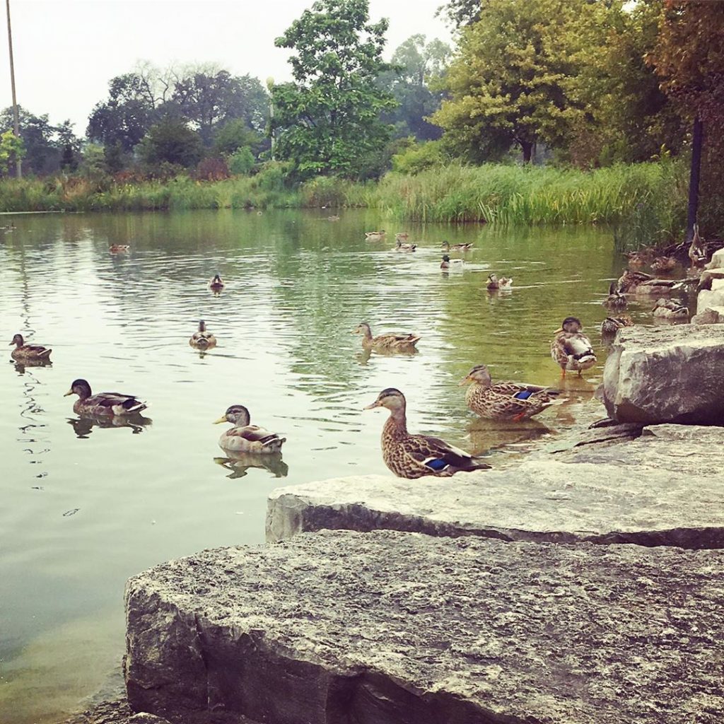 10 Lovely Chicago Parks To Visit While It’s Still Nice Out